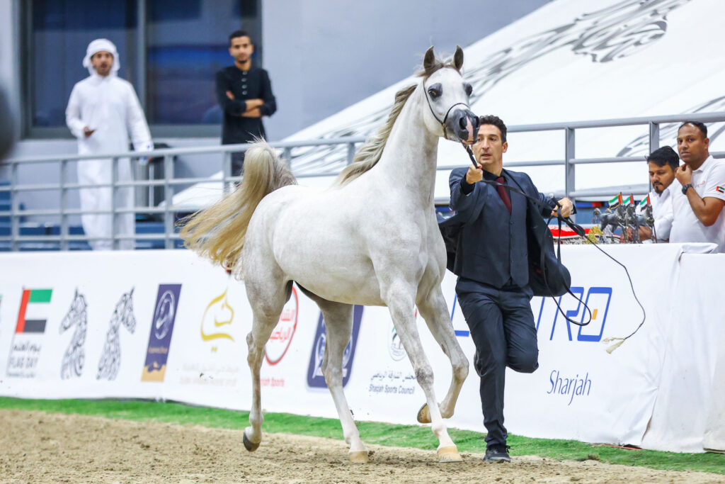 With a golden double at the Sharjah Arabian Horse Festival Dubai Stud ...