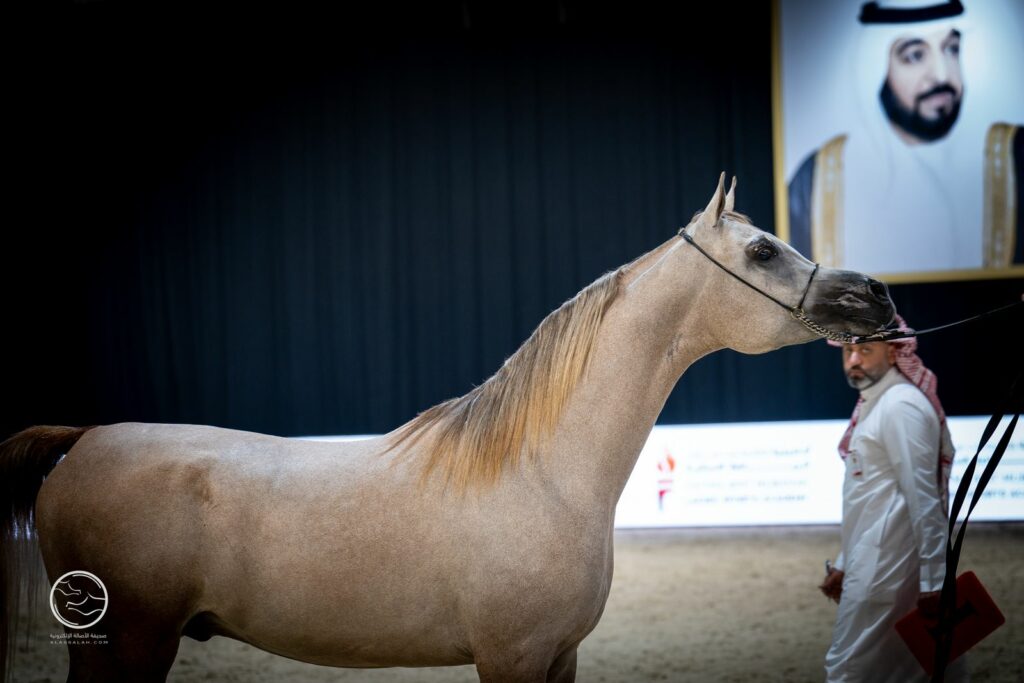 The third Arab Championship for Arabian horse breeders Dubai Stud ...