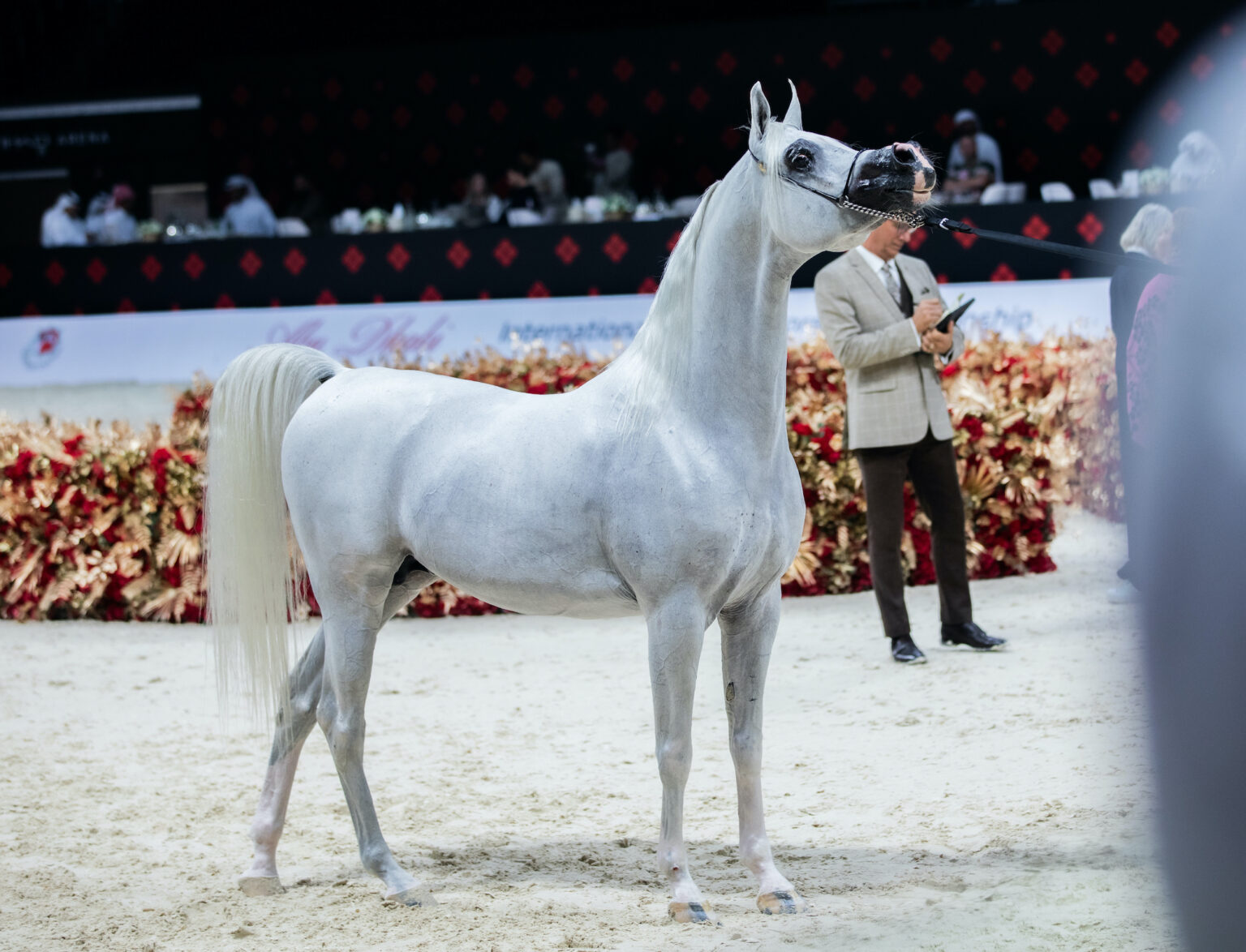 Spectacular Stallions Delight Spectators on Day Three of the Global ...