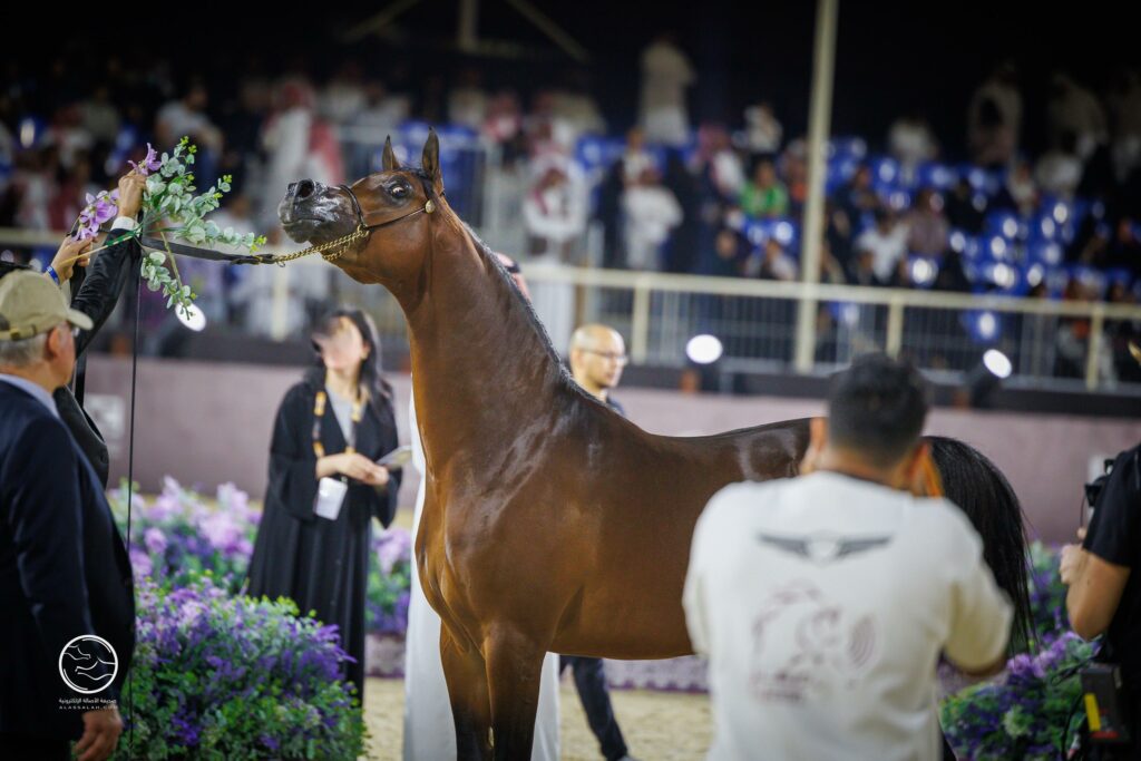 At the conclusion of the Arabian Horse Tour in Riyadh, Dubai Stud wins ...