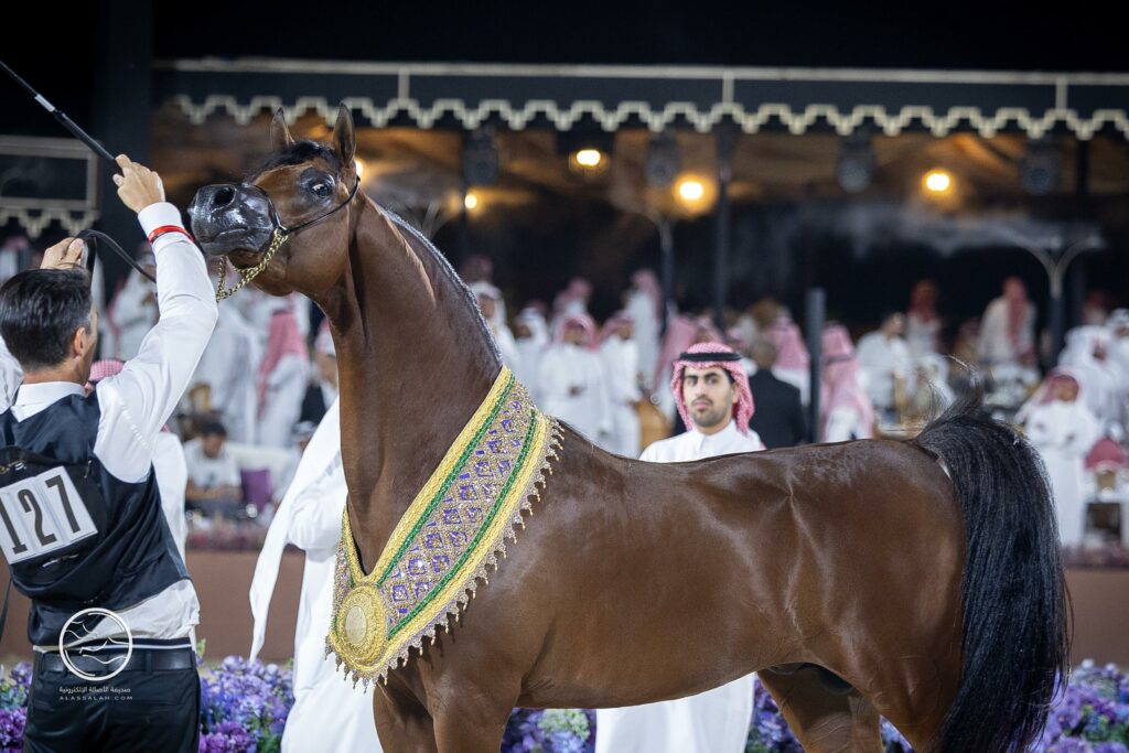 De Berkane Shines in Riyadh at Arabian Horse Tour Finale - Al Badia ...