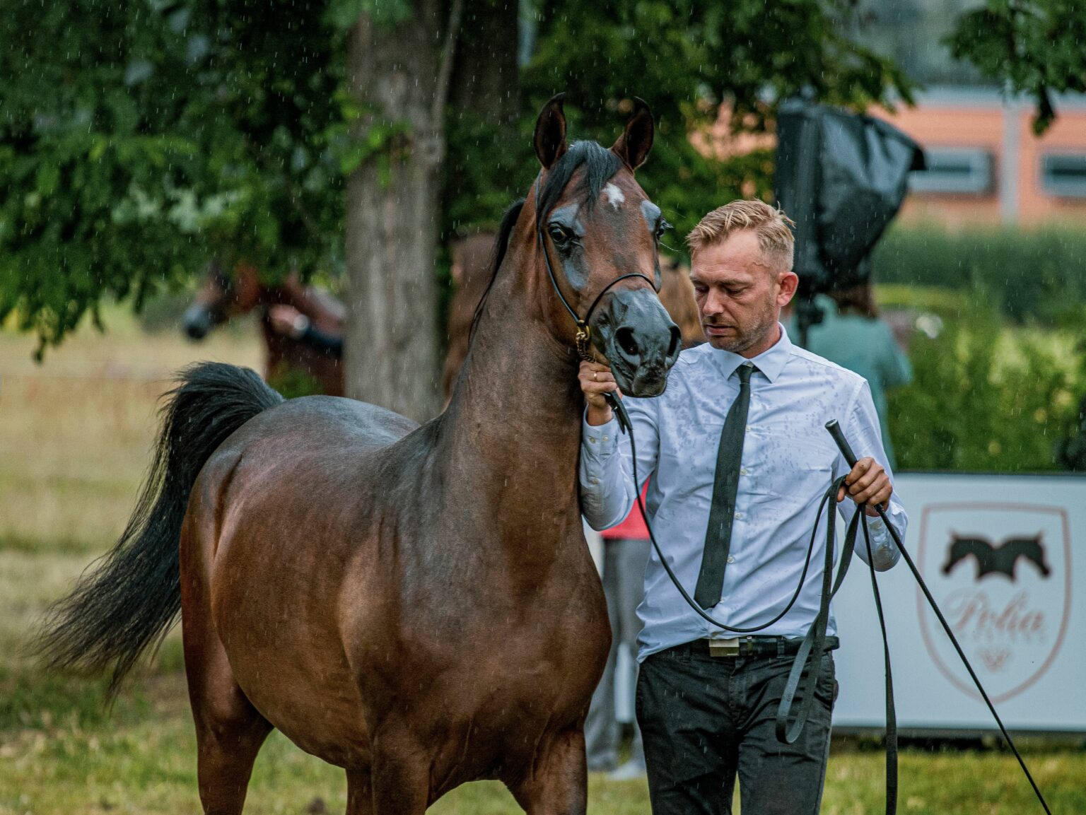 The Legacy of Arabian Horses in the UAE - Al Badia Horse Polo Magazine ...