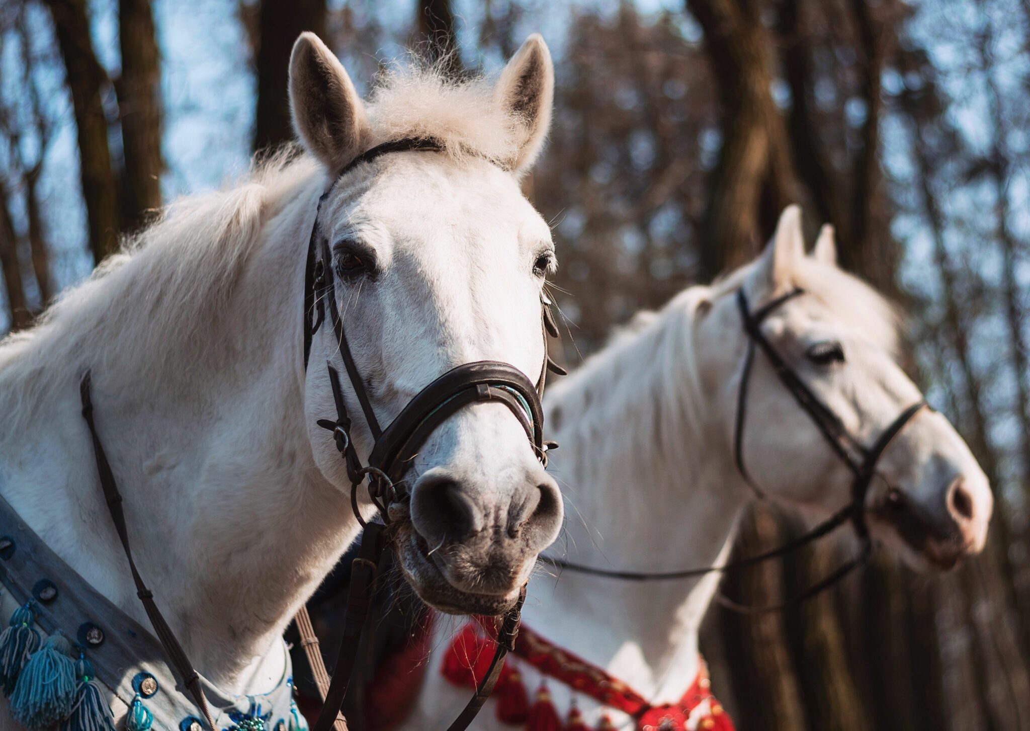 A Rare Surprise: When Two White Horses Produce an Unexpected Foal - Al ...