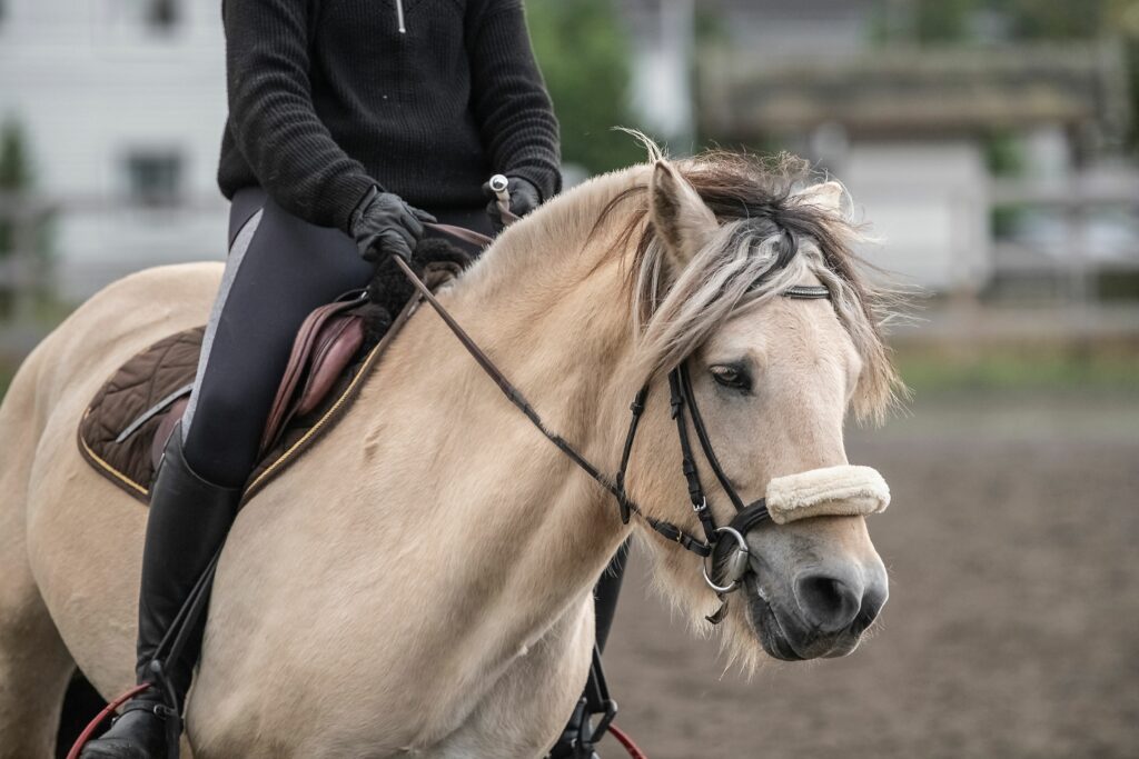 The Hidden Heroes of Equestrian Sport - Al Badia Horse Polo Magazine ...